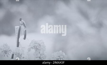 Wild Hummingbird perched on the backyard flower for graphic resources ...