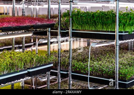 Microgreens growing under lights on an urban farm; Edmonton, Alberta ...
