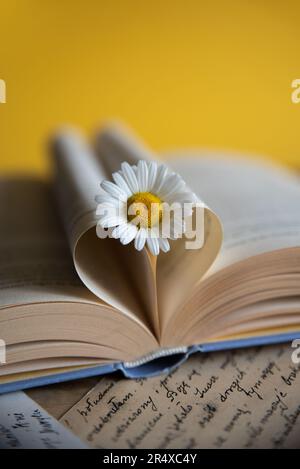 White daisy flower laying on opened book, heart shaped book pages on a ...