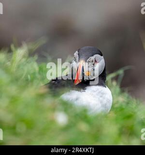Puffins with tick infestations, Lunga, Scotland Stock Photo - Alamy
