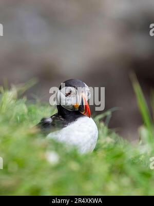Puffins with tick infestations, Lunga, Scotland Stock Photo - Alamy