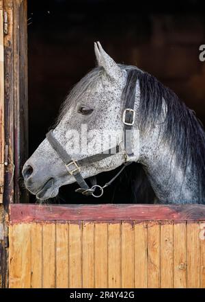 Grey spotted Arabian horse in his wooden stable box - detail on head ...