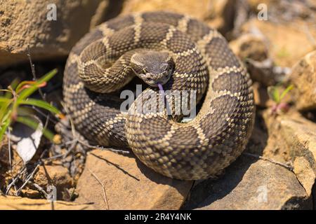 Western rattlesnake. Emigrant Lake, Ashland, Oregon Stock Photo - Alamy