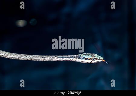 The poisonous branch snake Jamesons Mamba in R & L Game Ranch, Mwenda ...