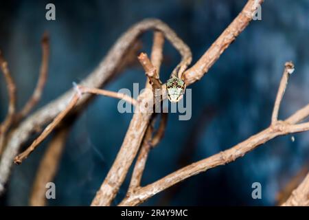 The poisonous branch snake Jamesons Mamba in R & L Game Ranch, Mwenda ...