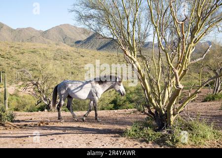 Wild Mustangs in Arizona's Tonto Forest Stock Photo - Alamy