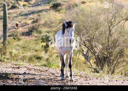 Wild Mustangs in Arizona's Tonto Forest Stock Photo - Alamy