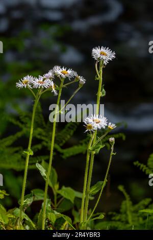 robin's-plantain (Erigeron pulchellus Stock Photo - Alamy