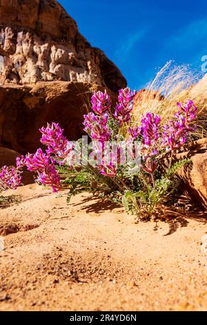 out of focus desert spring bloom panorama Photographed at Har Amasa ...