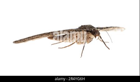 Single Alcis repandata moth flying on white background Stock Photo - Alamy