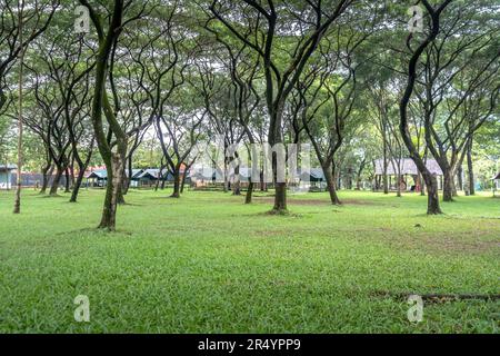 park with bent trees at Giang Dien waterfall tourist area, Dong Nai ...