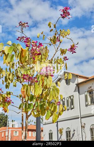 branch of a blossoming tree against the blue sky Stock Photo - Alamy