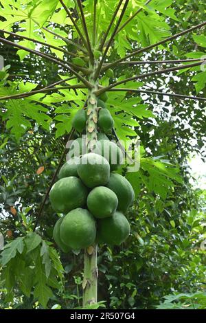 Young papaya fruits growing on a small tree inside of an agricultural ...