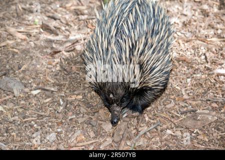 The echidna has spines like a porcupine, a beak like a bird, a pouch ...