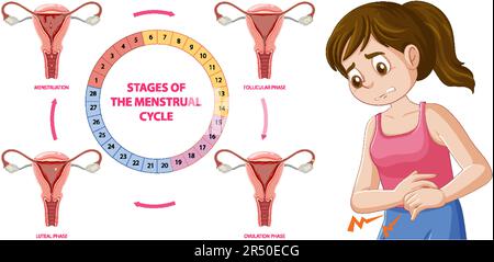 Infographic of stages of the menstrual cycle illustration Stock Vector Image & Art - Alamy