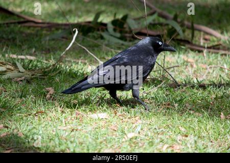Australian Ravens are black with white eyes in adults. The feathers on ...