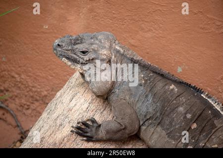 the rhinoceros iguana a large-bodied, heavy-headed lizard with strong ...