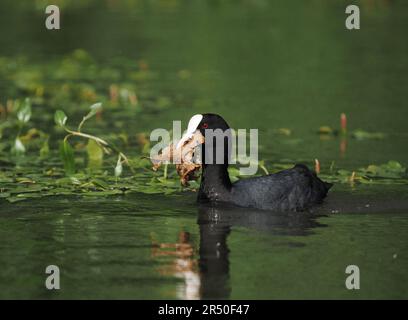 Coots will use their feet for fighting, but their beaks to carry food ...