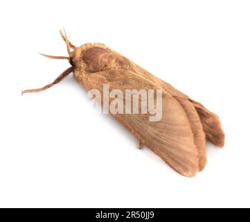 Brown common clothing moth isolated on white Stock Photo - Alamy