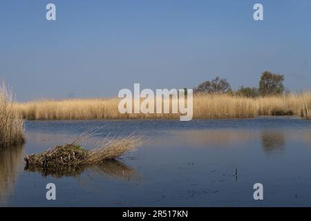 view along reedbed on broad, Common Reed (Phragmites australis ...