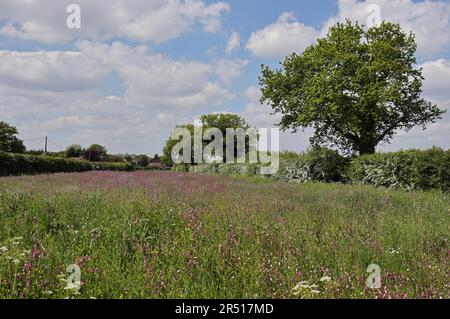 wildflower meadow Lessingham, Norfolk, Uk, May Stock Photo - Alamy