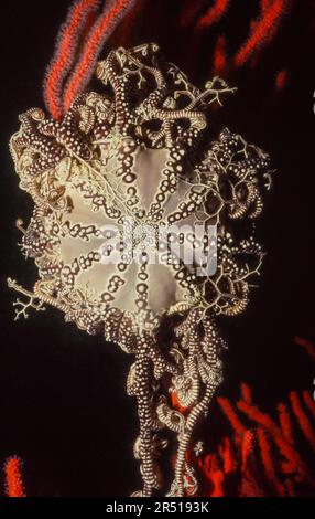 Gorgon's Head (Astrocladus euryale), False Bay dive site, Cape of Good ...