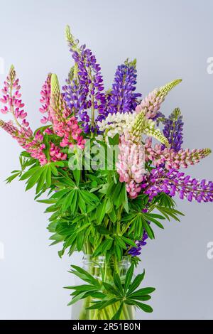 A bouquet of lupines in a vase. Multicolored summer flowers pink and ...