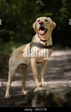 Labrador Retriever dog looking through the fence in the shelter outdoor ...