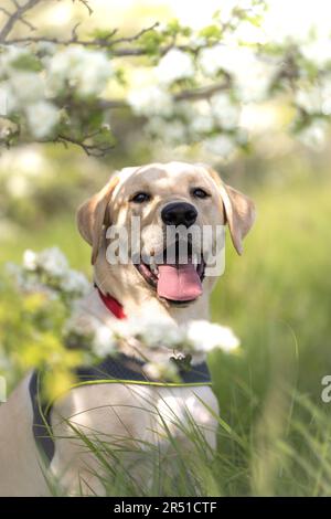 Labrador Retriever dog looking through the fence in the shelter outdoor ...