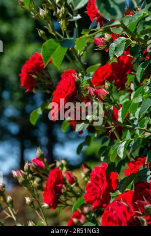Cluster of blooming red roses on a garden bush, vibrant petals and ...