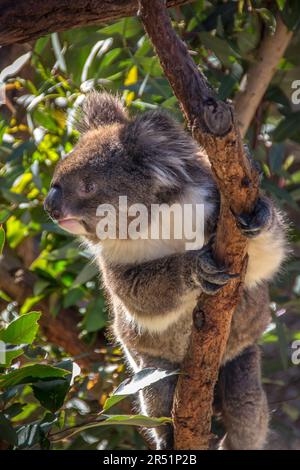 Koalas in trees. A Koala on a Scribbly Gum tree branch, iconic climbing ...