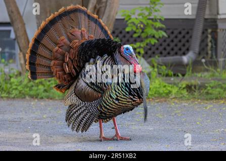 Urban wild turkey strutting down a driveway showing off it’s beautiful ...