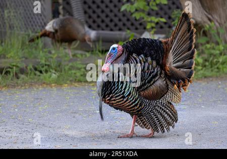 Urban wild turkey strutting down a driveway showing off it’s beautiful ...