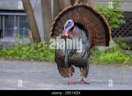Urban wild turkey strutting down a driveway showing off it’s beautiful ...