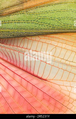 Top view of transparent interconnected yellow pattern of winged hopper ...