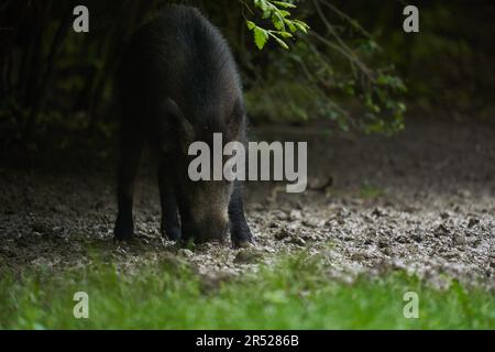 Large young wild hog (feral pig) in the forest after sunset Stock Photo ...
