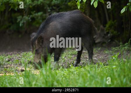 Large young wild hog (feral pig) in the forest after sunset Stock Photo ...