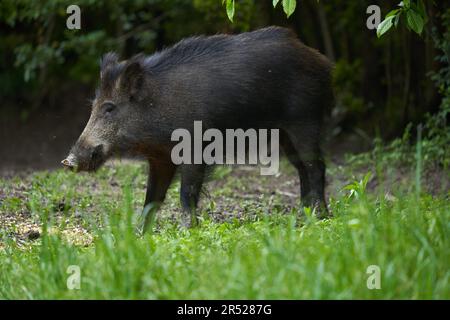 Large young wild hog (feral pig) in the forest after sunset Stock Photo ...