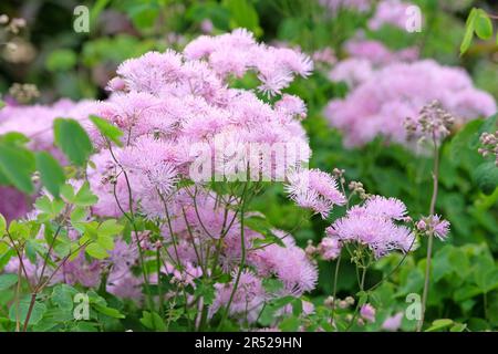 Pink Columbine meadow rue in flower Stock Photo - Alamy