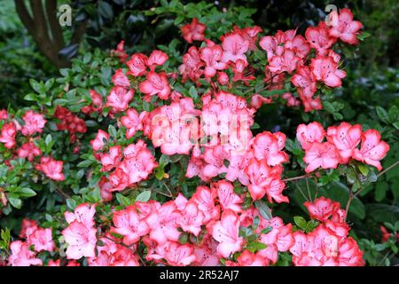 Azalea Rhododendron 'Valentine Surprise' in flower Stock Photo - Alamy