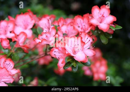 Azalea Rhododendron 'Valentine Surprise' in flower Stock Photo - Alamy
