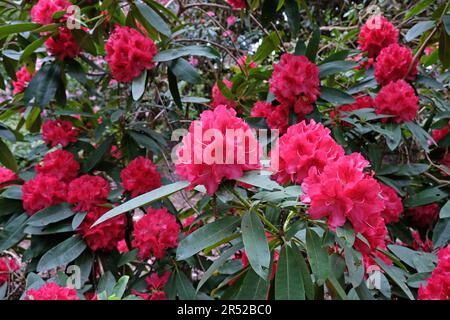 Rhododendron 'Wilgen's Ruby' Stock Photo - Alamy