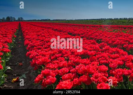Tulpenfelder bei Zeewolde - Niederlande Stock Photo - Alamy