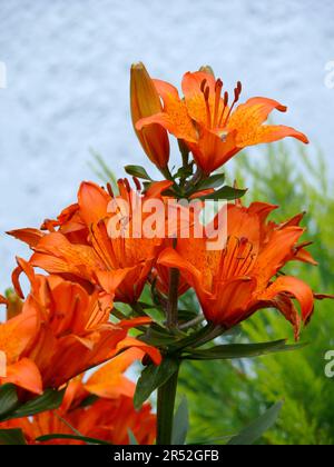 Fire lily (Lilium bulbiferum) flowering in the garden, Fire lily Stock ...