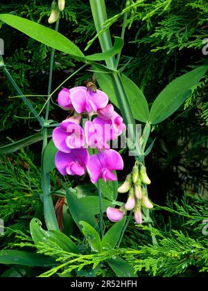 Pink vetch flowering Stock Photo - Alamy