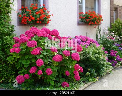 Front garden with hydrangeas and geraniums by the window Stock Photo ...