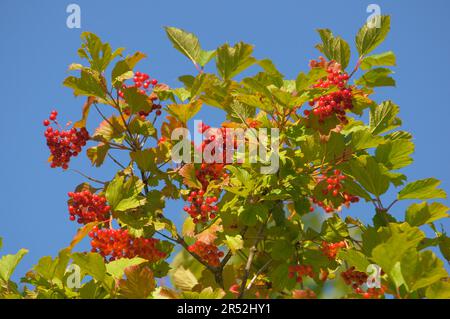 Red snowball fruits on the bush (Viburnum opulus Stock Photo - Alamy