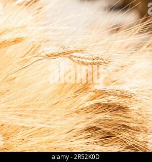 Wheat sacks during a sunny day in a warm summer season Stock Photo - Alamy