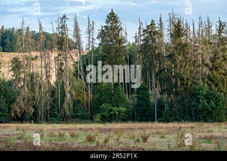 Dead, dead spruces (Picea abies), dry, withered, landscape, trees ...