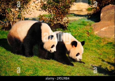 Giant Pandas (Ailuropoda melanoleuca), pair Stock Photo - Alamy